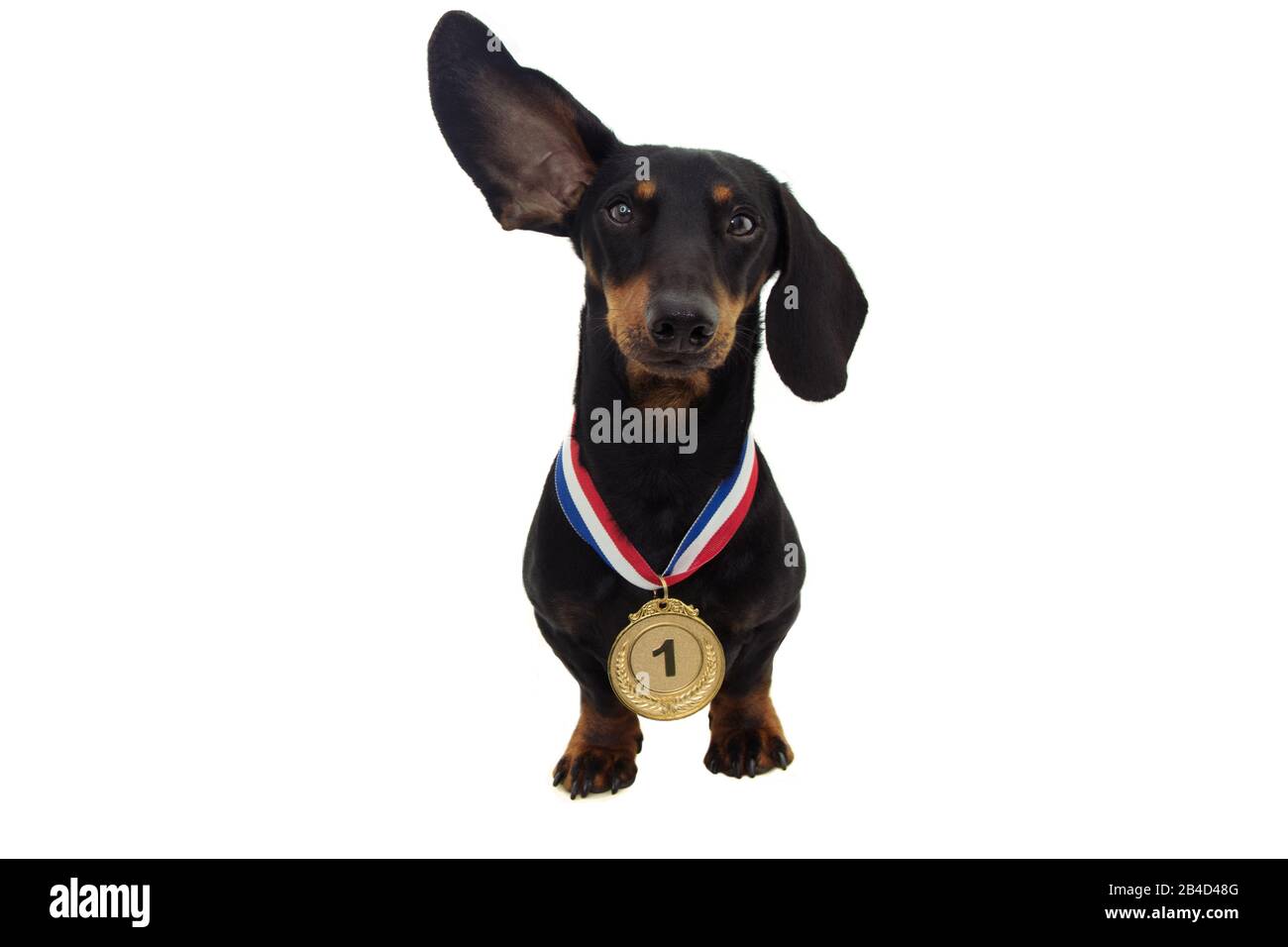 winner dog pet with gold medal looking at camera and attentive face ...