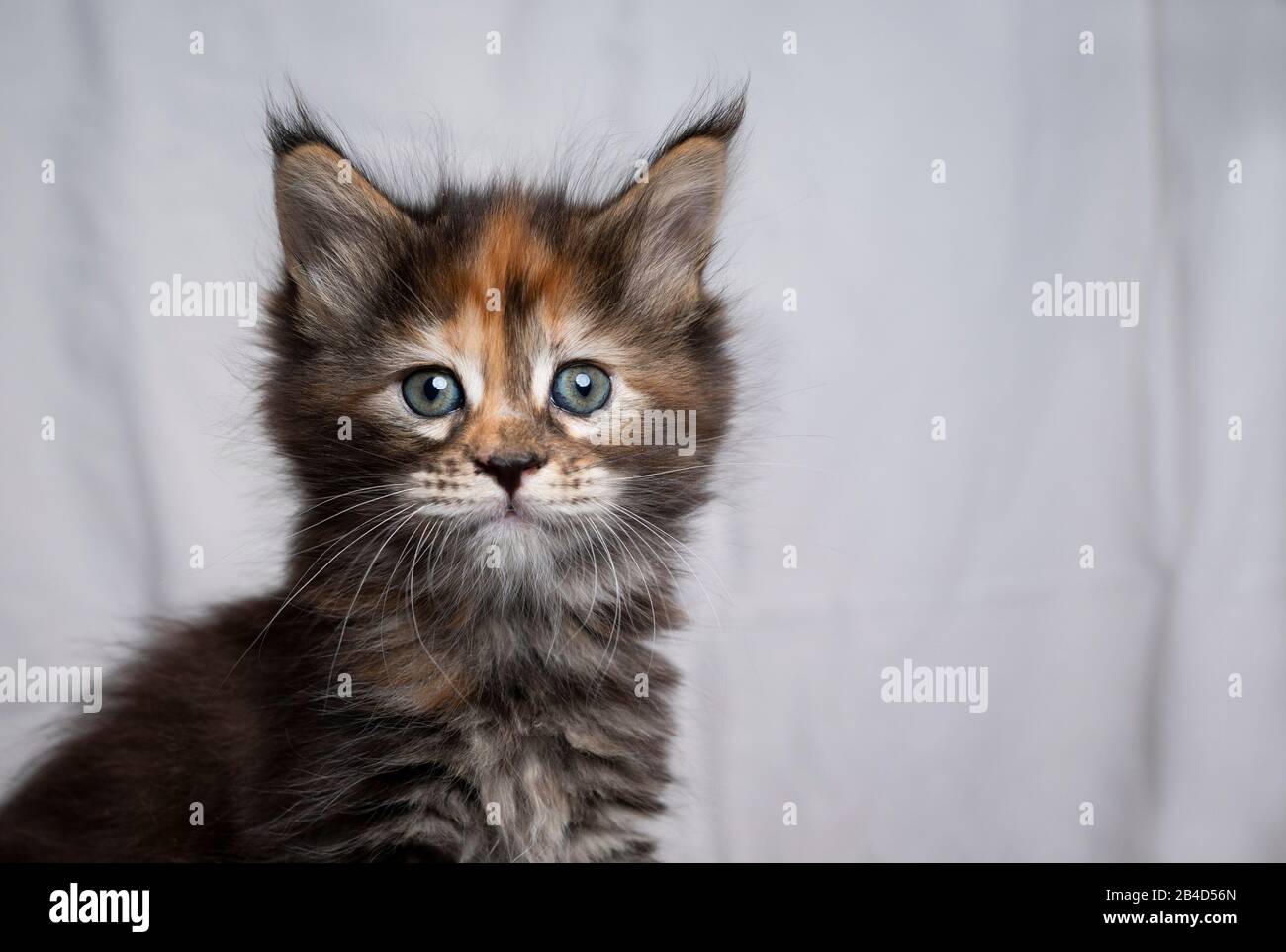 studio portrait of a cute black torbie maine coon kitten looking at ...