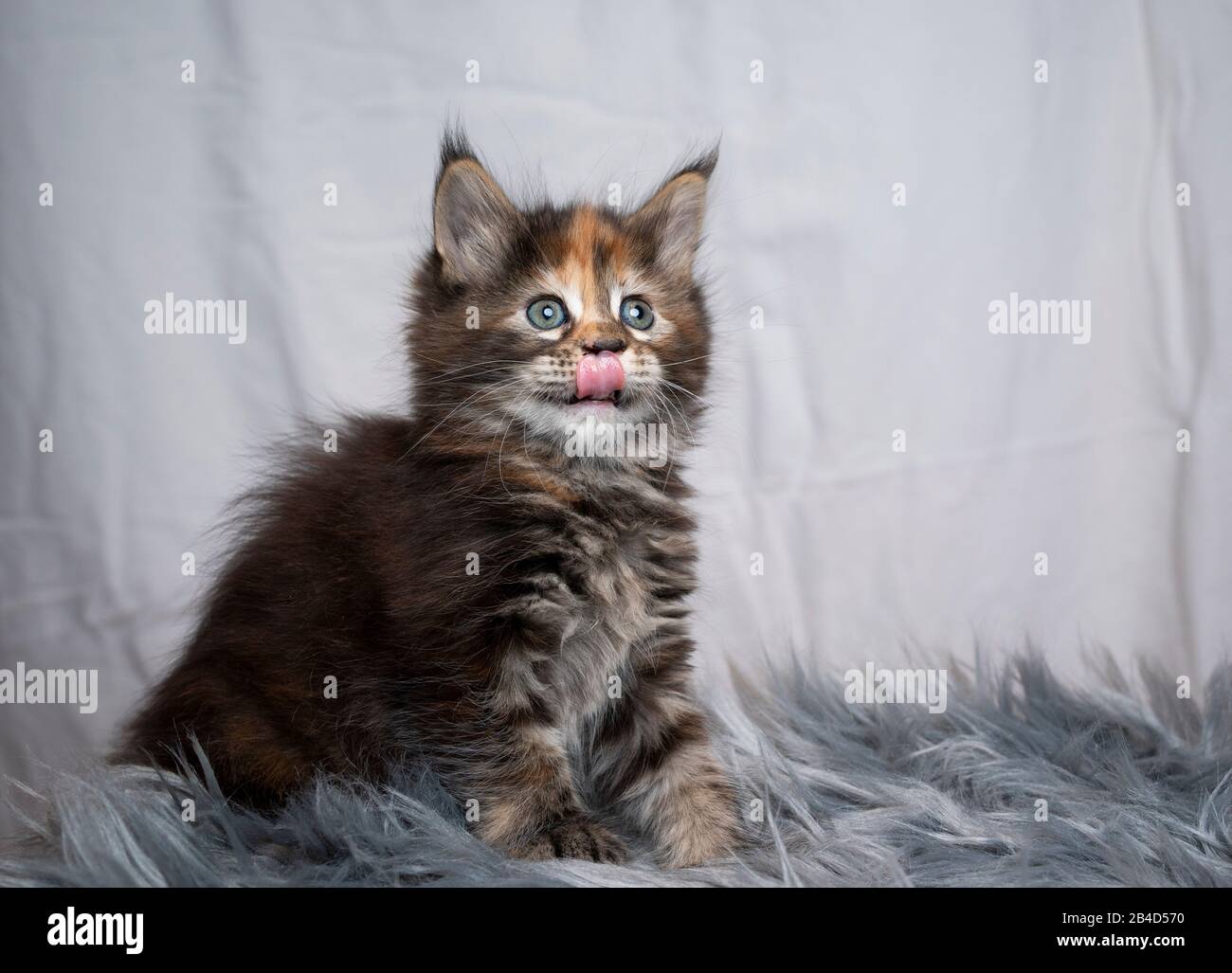 studio portrait of a 4 week old black torbie maine coon kitten licking ...