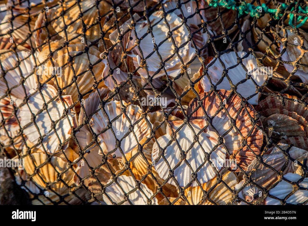 net full of sea shells Stock Photo - Alamy