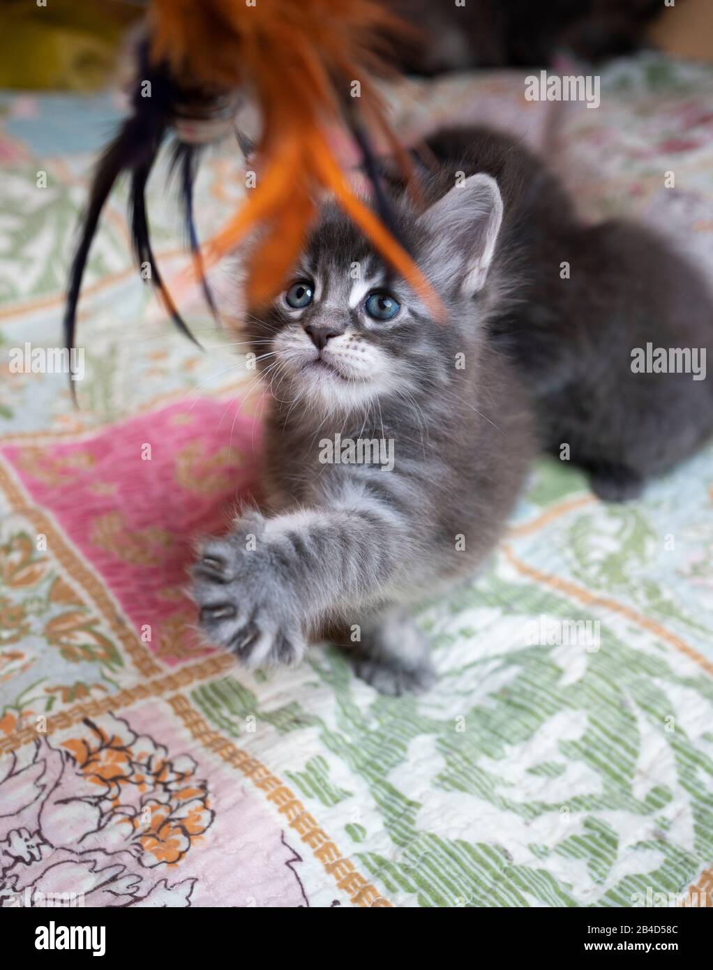 cute black silver mackerell tabby maine coon kitten playing with ...