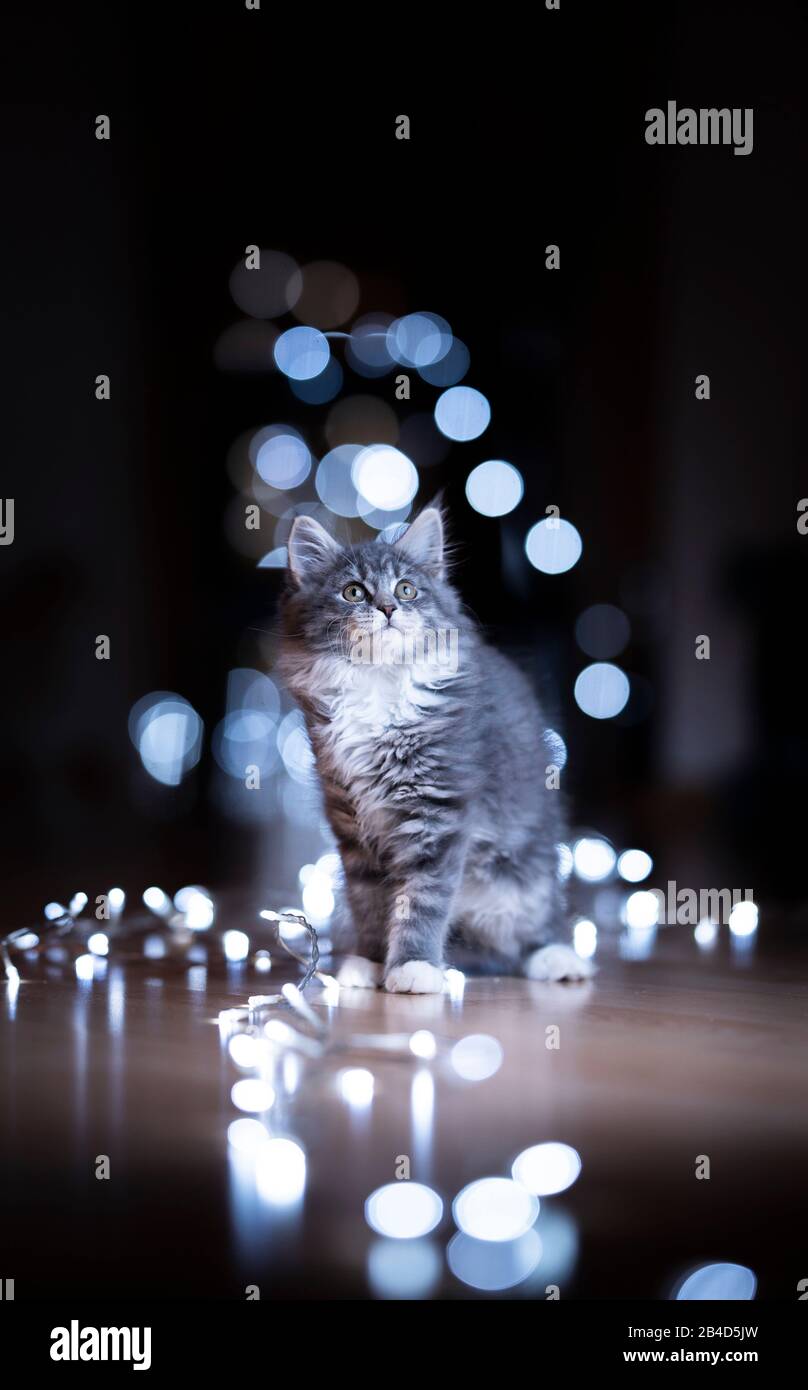 christmas portrait of a cute blue tabby white maine coon kitten sitting on the floor next to ...