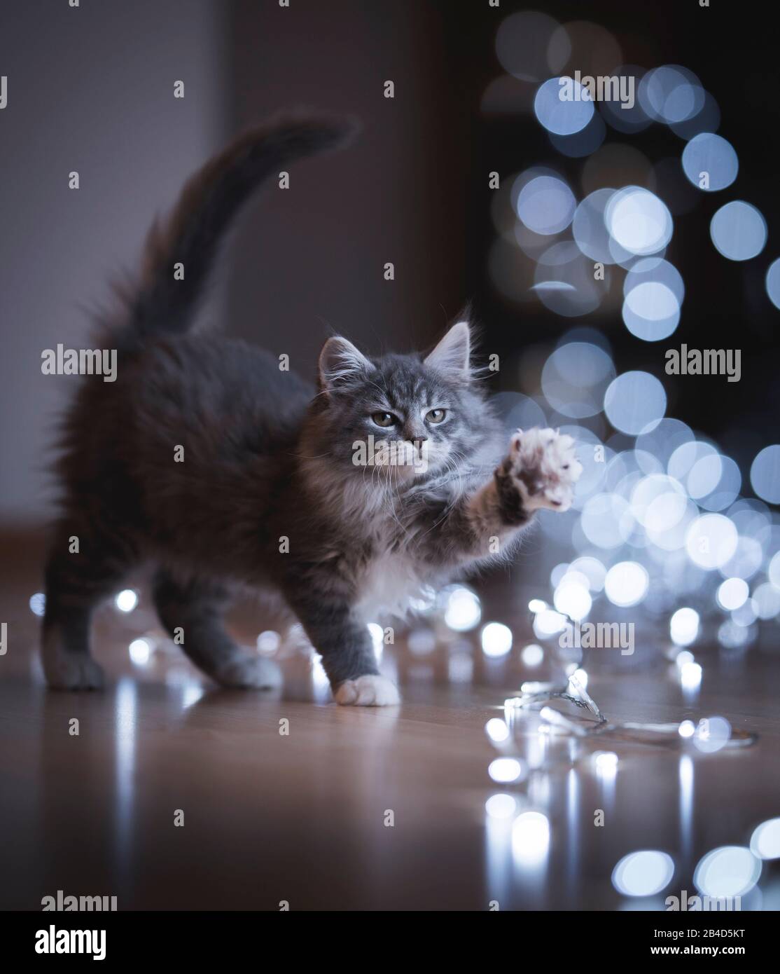 christmas portrait of a cute playful blue tabby white maine coon kitten ...