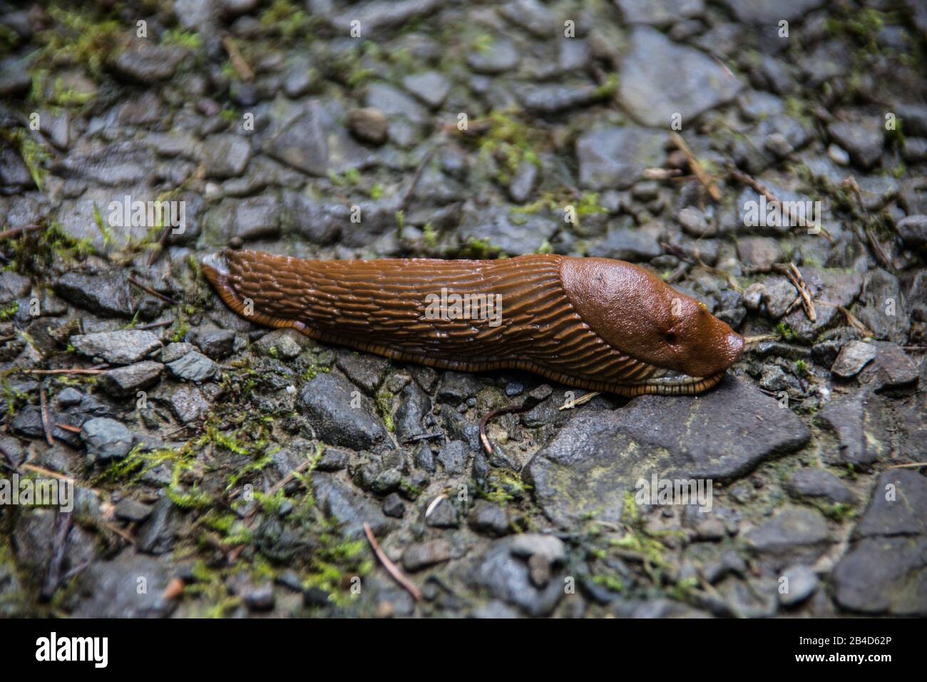 Red slug on forest path Stock Photo - Alamy