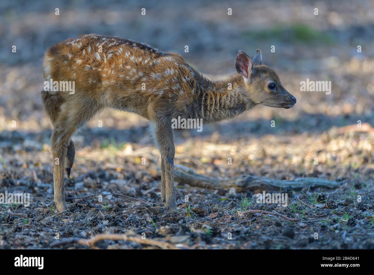 Sika Deer, Cervus nippon, young Stock Photo - Alamy