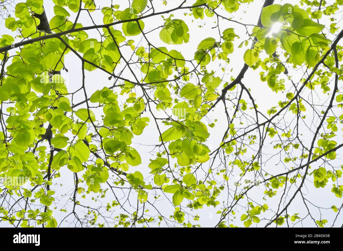 Lime tree leaves in spring Stock Photo - Alamy