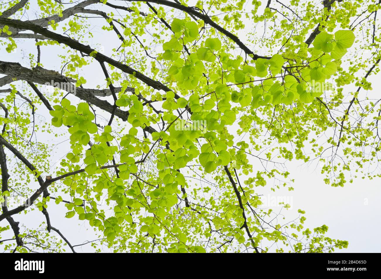 Lime tree leaves in spring Stock Photo - Alamy
