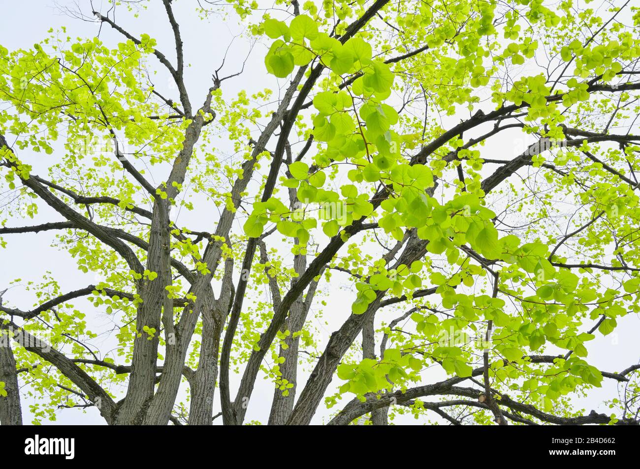 Tree and leaves in spring hi-res stock photography and images - Alamy