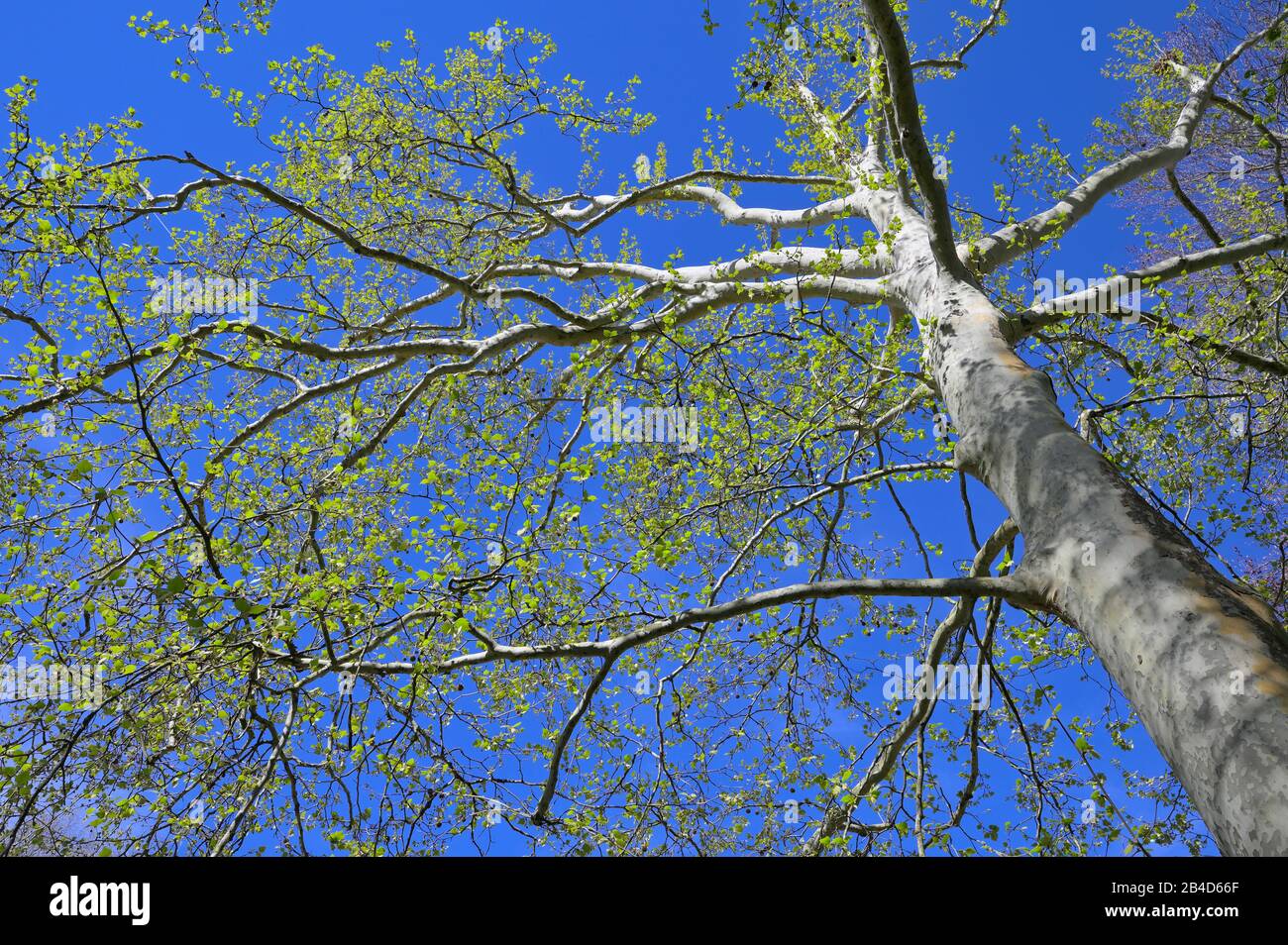 Plane in sky tree hi-res stock photography and images - Alamy