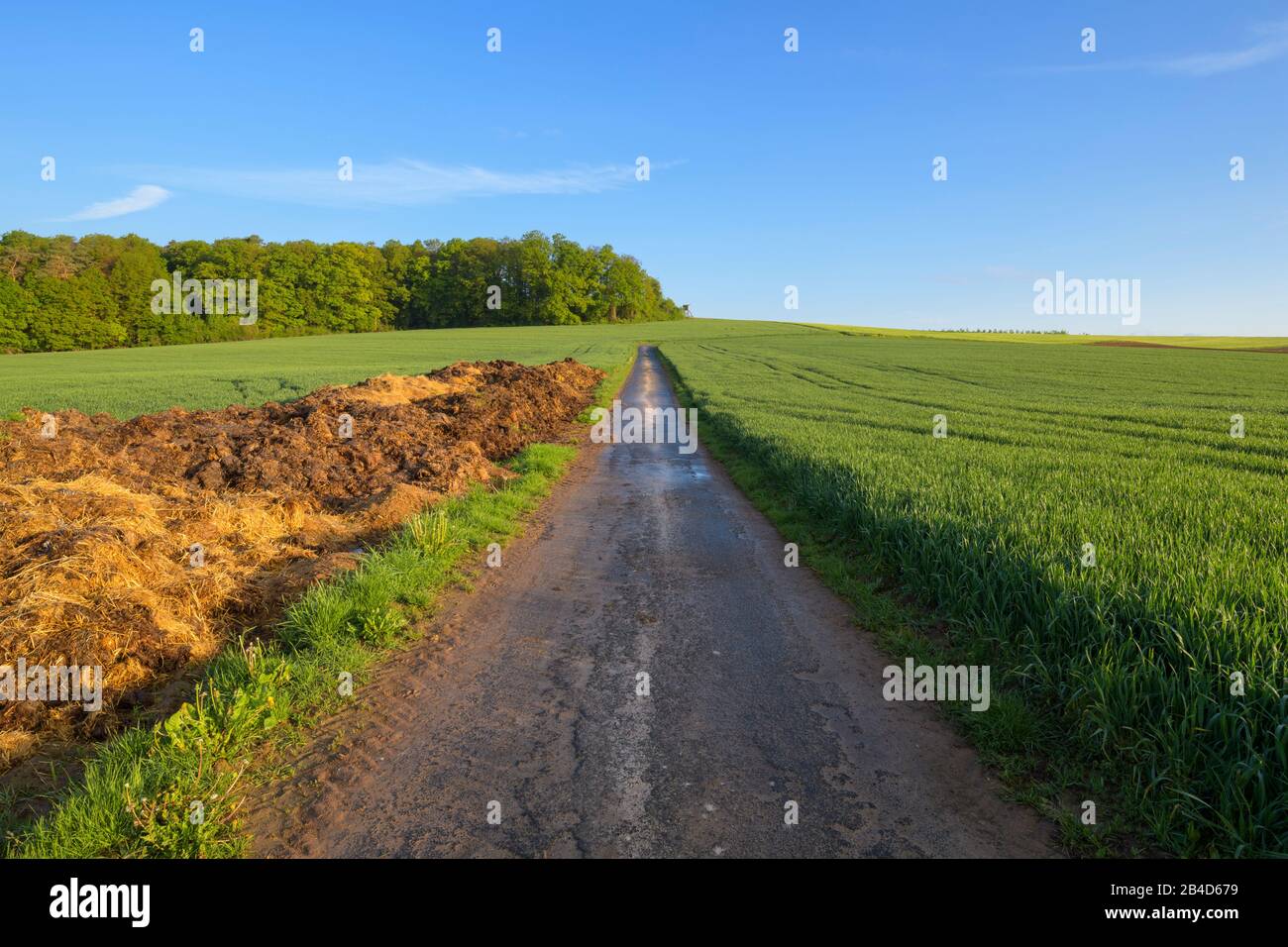 Field landscape with road in spring Stock Photo - Alamy