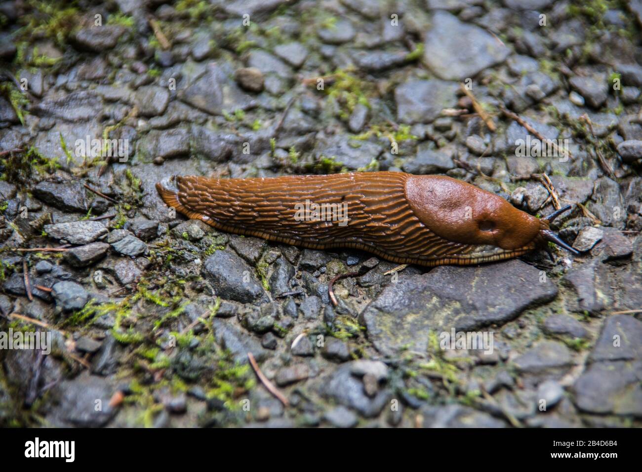 Red slug on forest path Stock Photo - Alamy