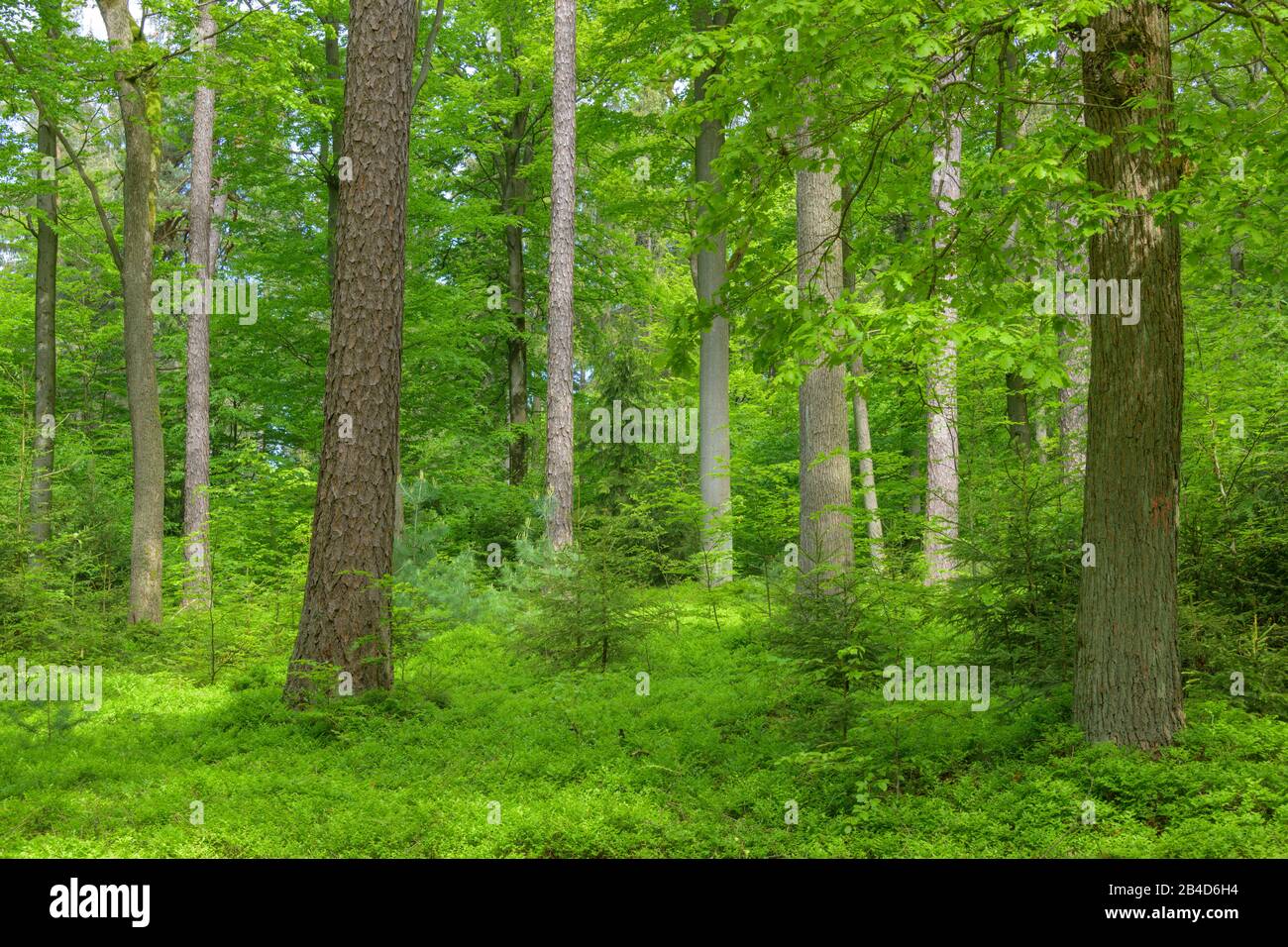 Beech tree forest hi-res stock photography and images - Alamy