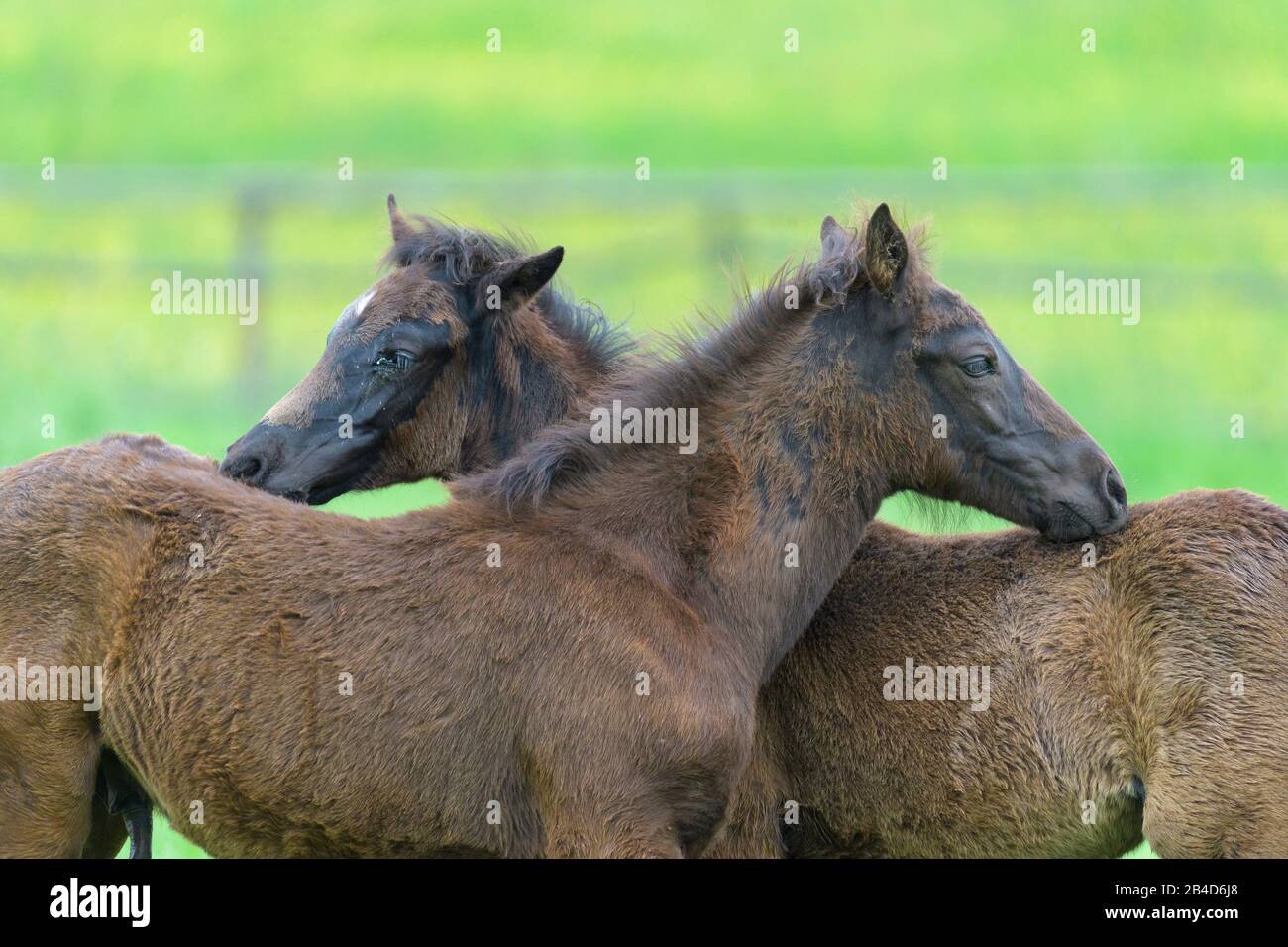 Two foal hi-res stock photography and images - Alamy