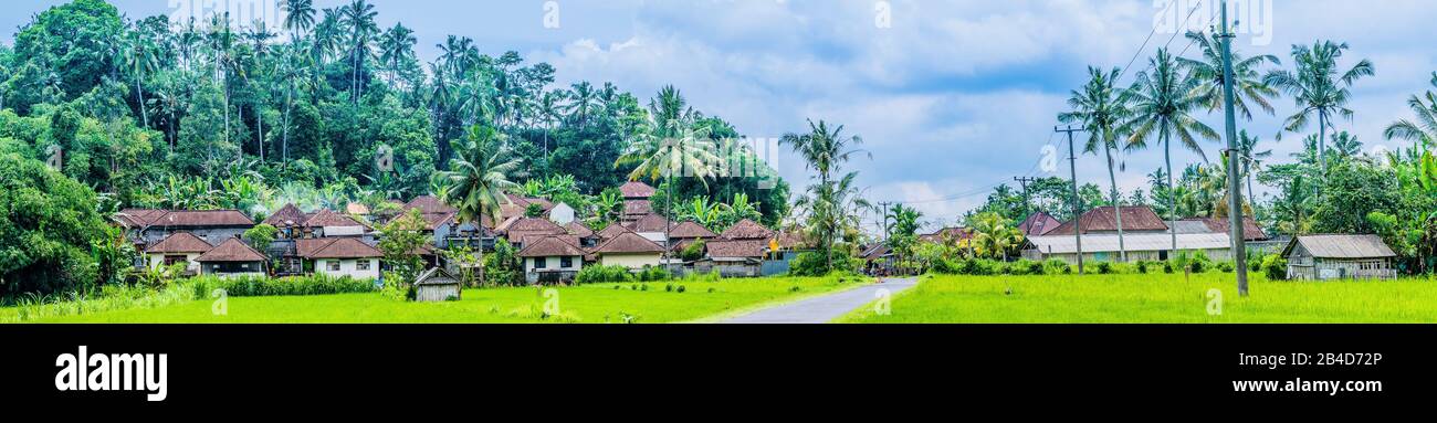 Town houses near rice tarrace field under palm trees in Sidemen ...