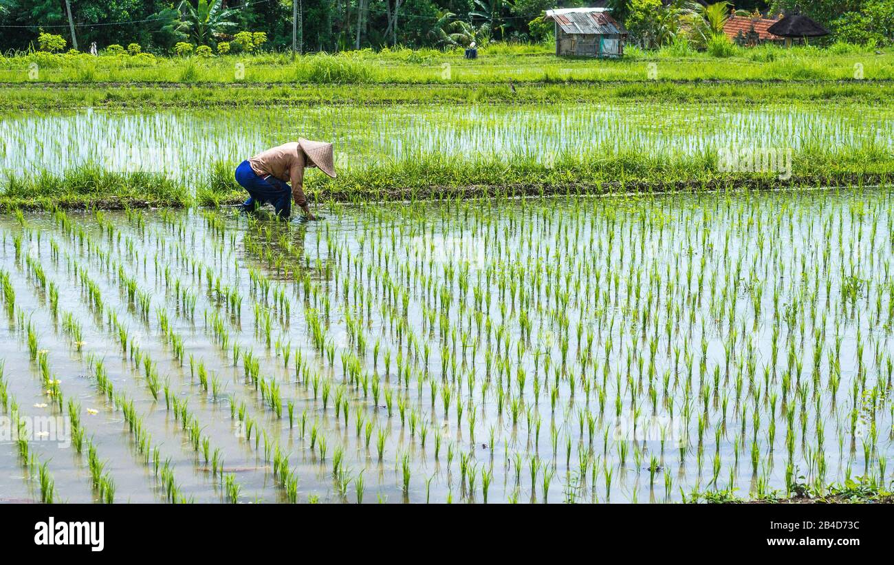 Transplant rice hi-res stock photography and images - Alamy