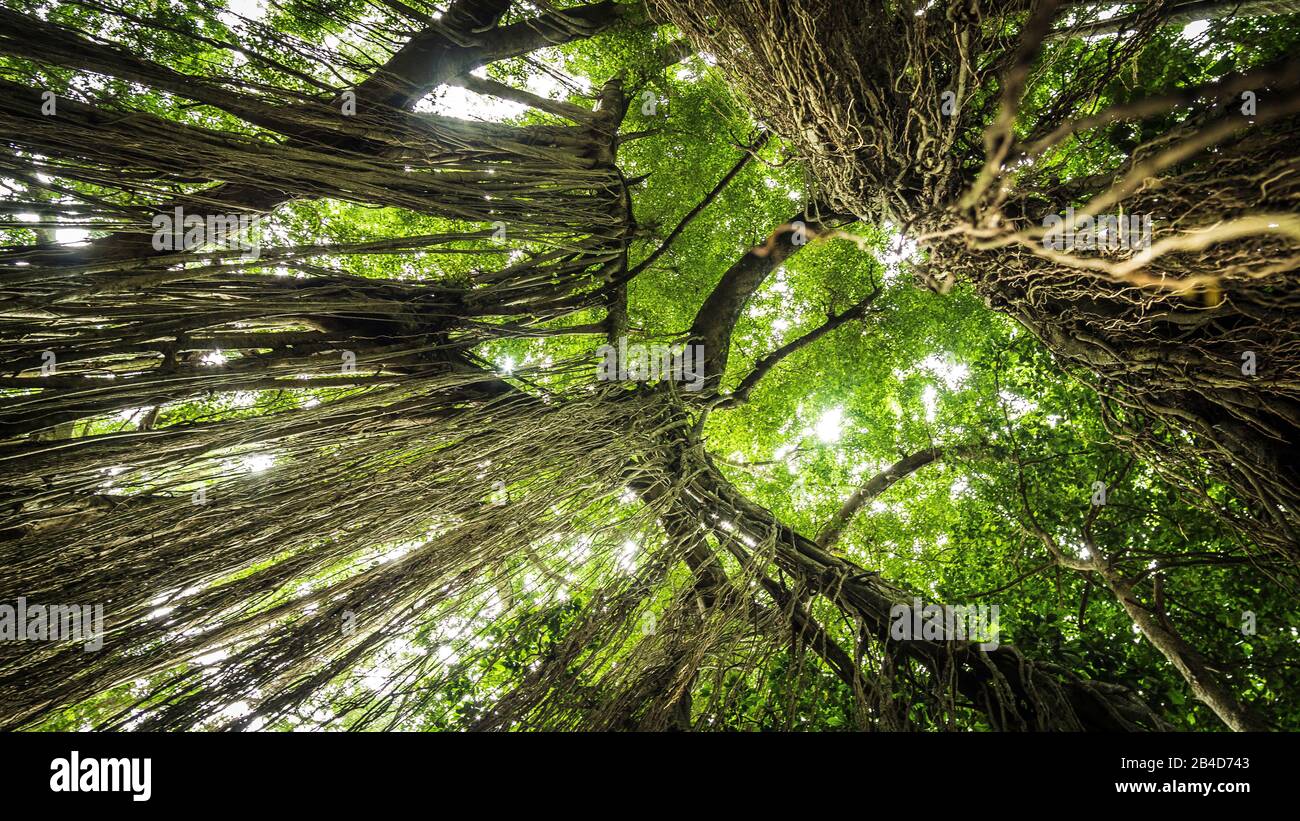 Tropical jungle roots hanging down from the huge tree at the Sacred ...