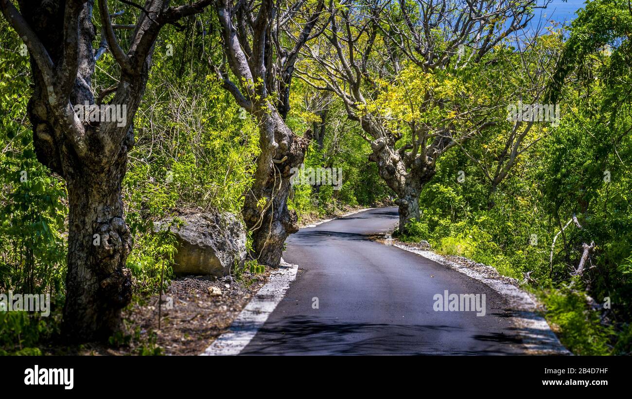 Narrow road between bizarre trees on nusa penida island hi-res stock ...