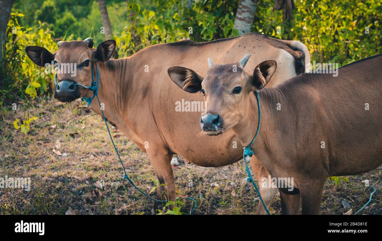 Bali cattle hi-res stock photography and images - Alamy