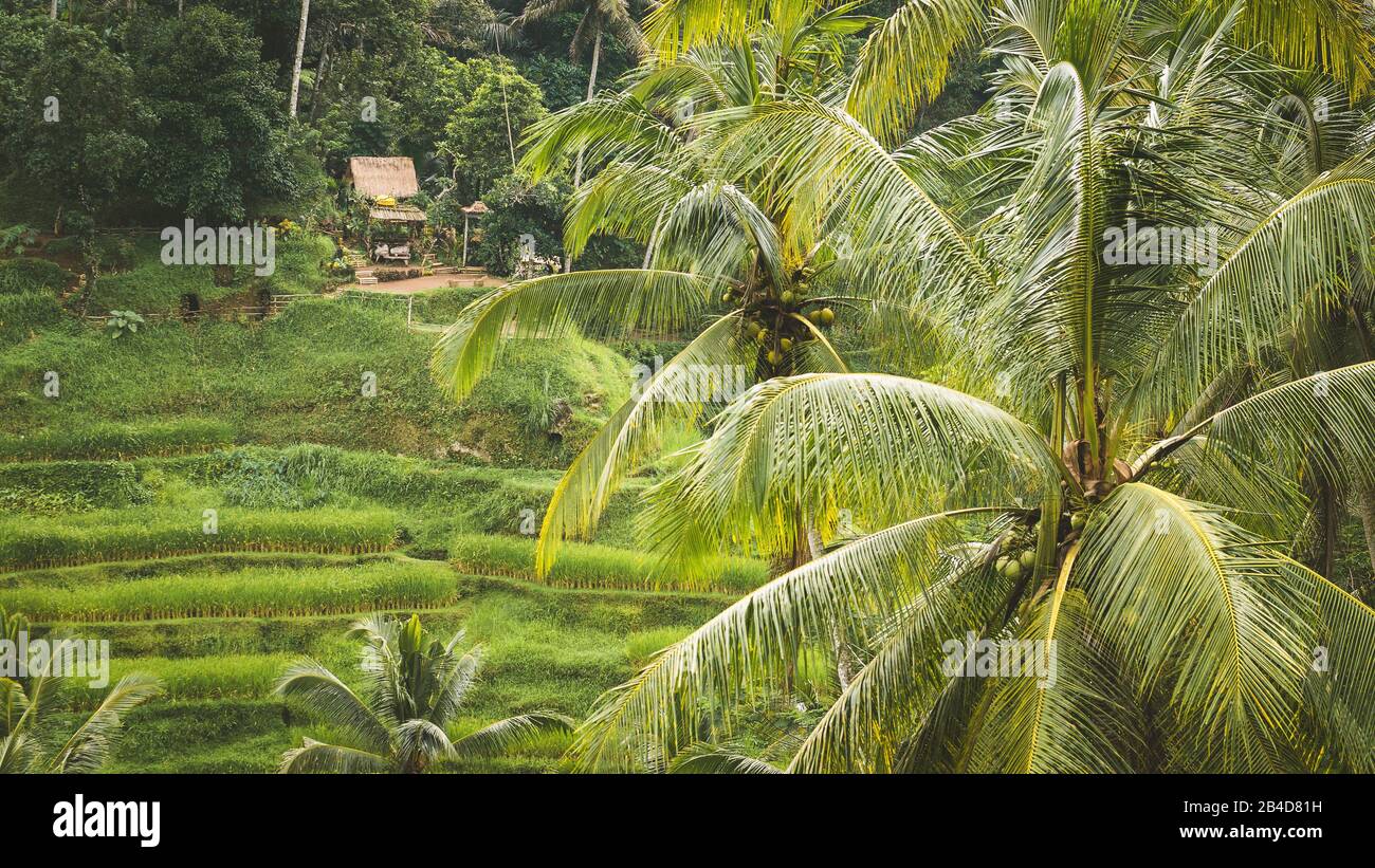 Amazing Tegalalang Rice Terrace Fields and some Palm Trees Around, Ubud ...