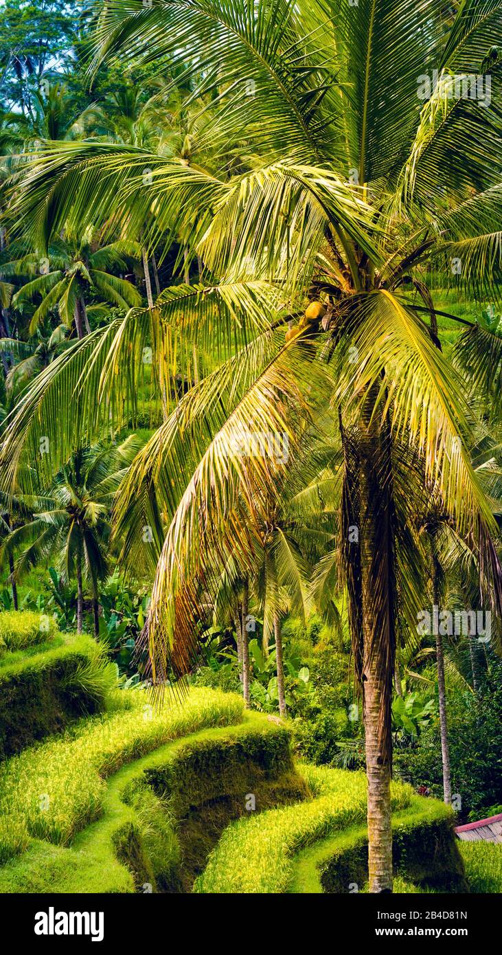 Palm with Big Branches in Amazing Tegalalang Rice Terrace, Ubud, Bali ...