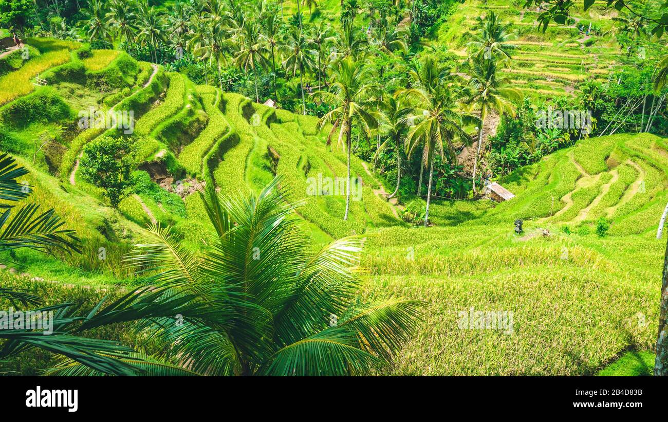 Amazing tegalalang Rice Terrace field covered by beautiful palm trees ...