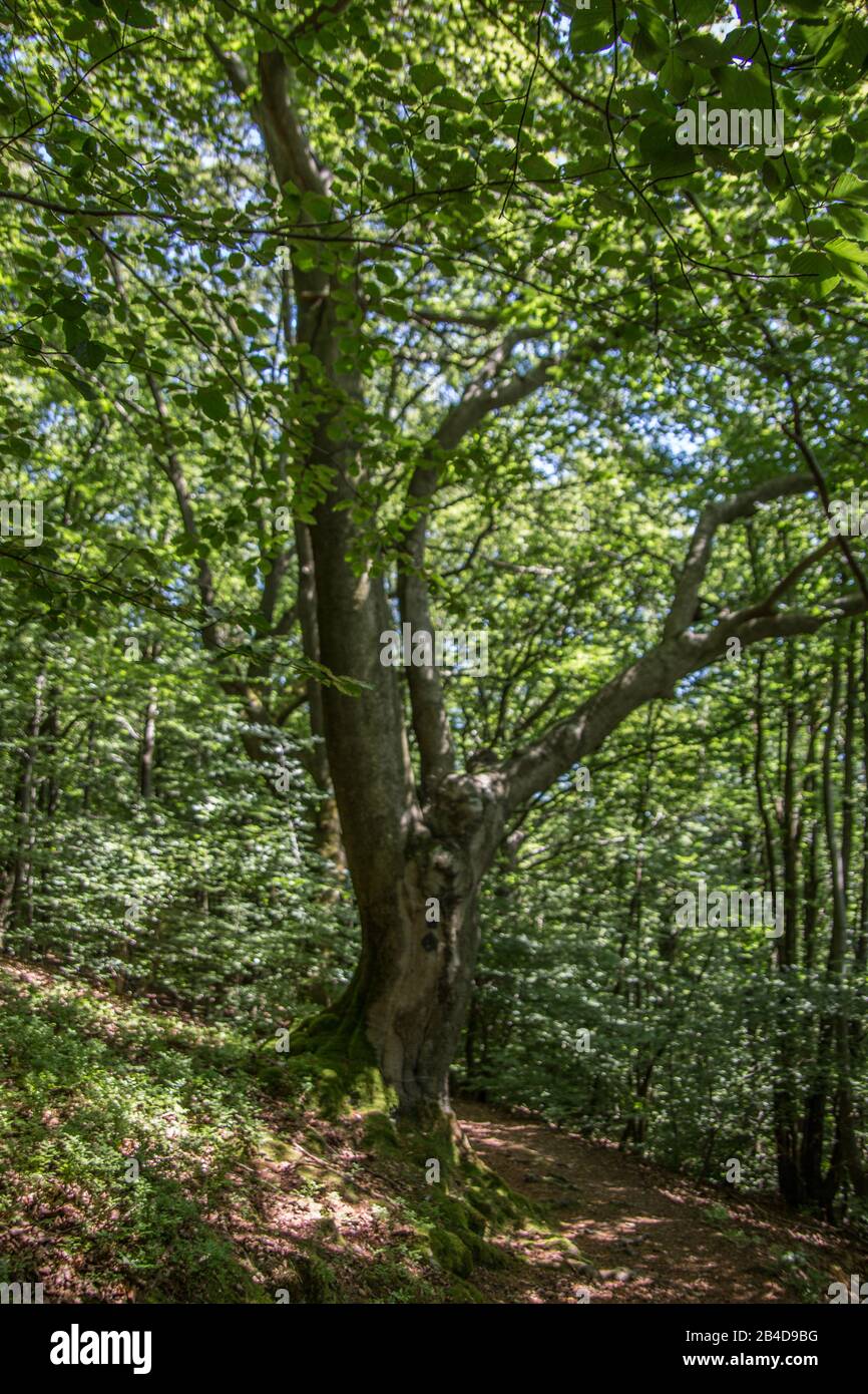 Old beech tree on the roadside Stock Photo - Alamy