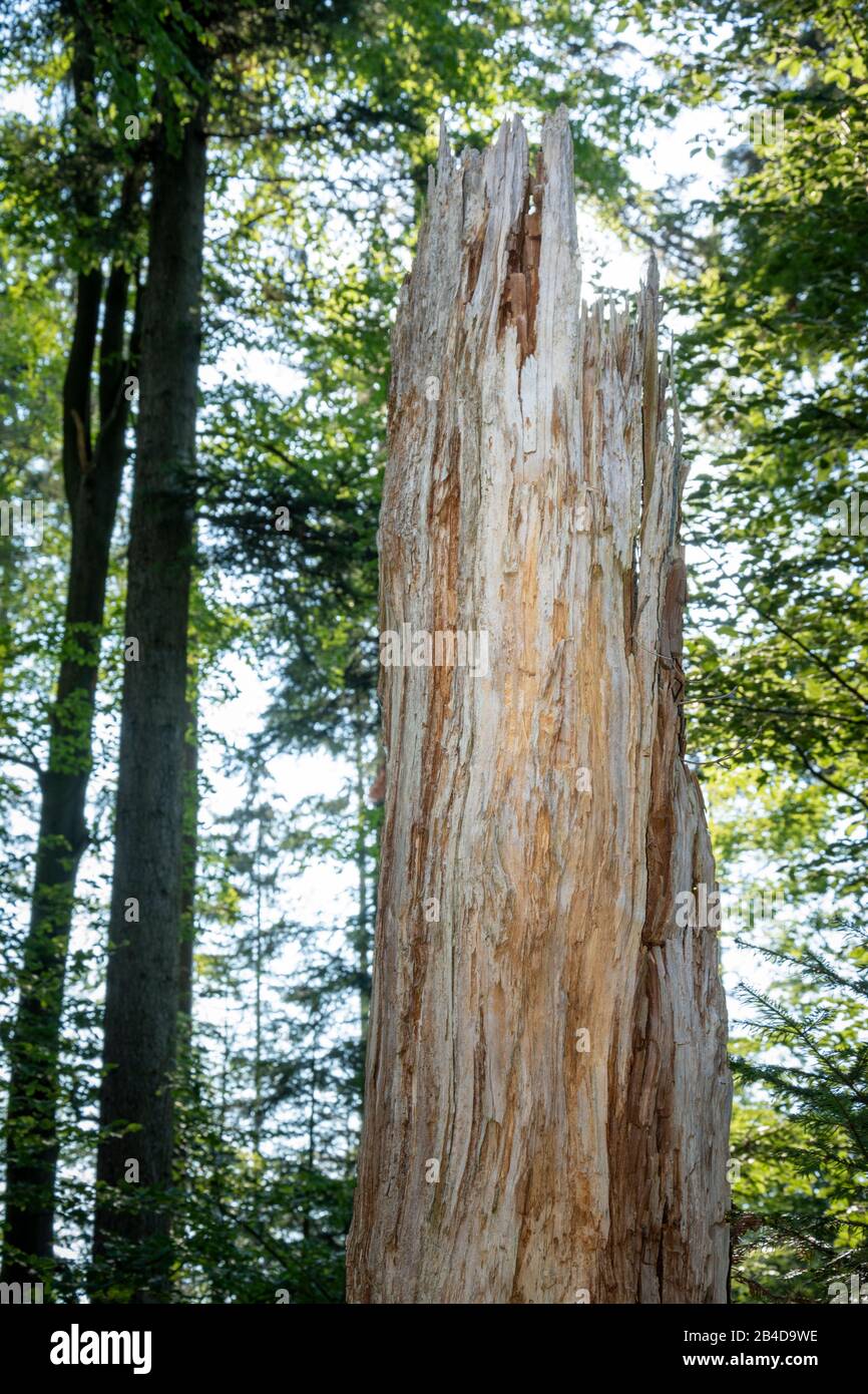 Weathered tree hi-res stock photography and images - Alamy