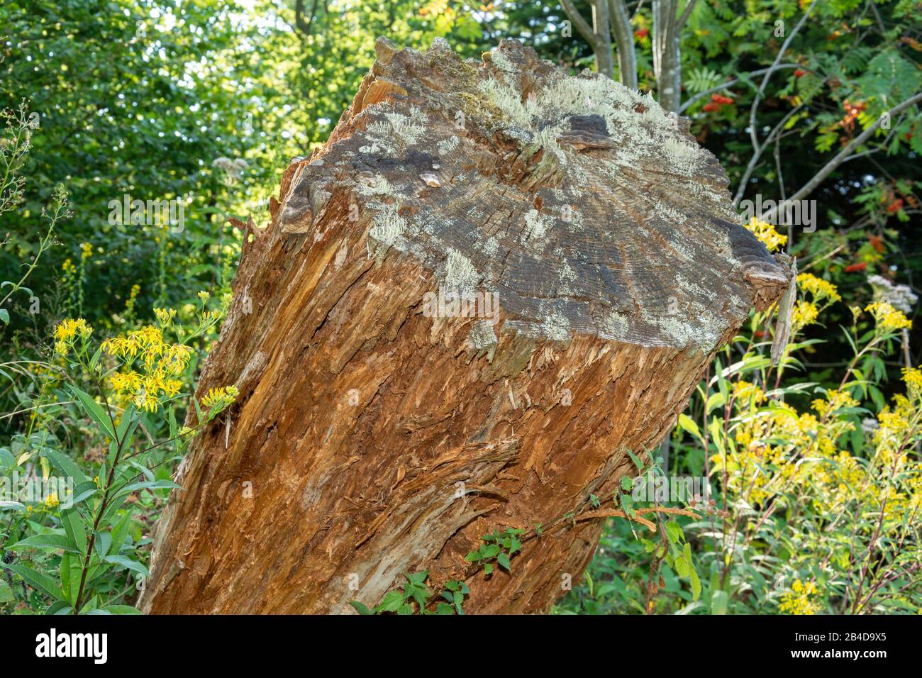 Weathered tree hi-res stock photography and images - Alamy