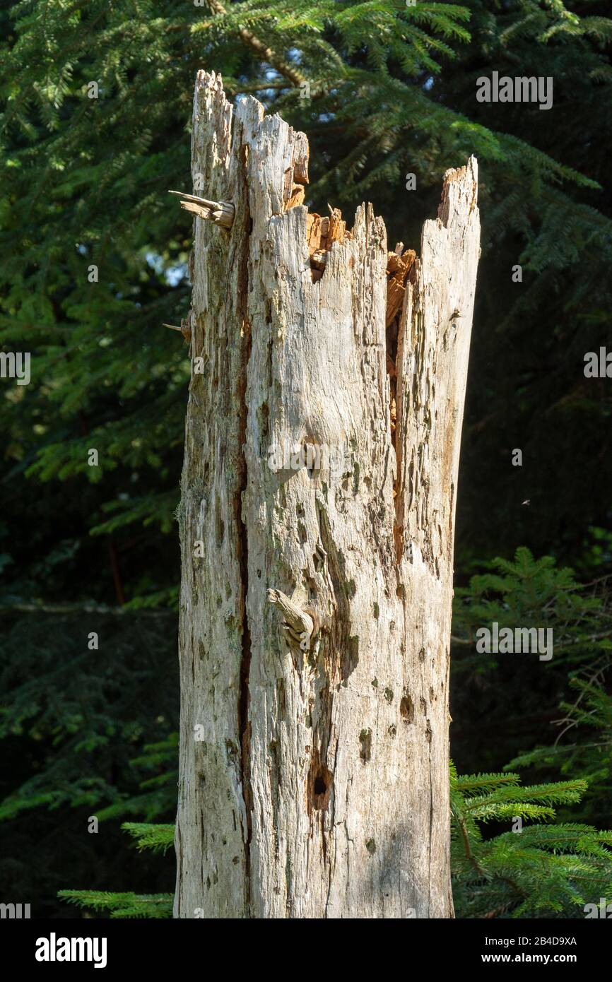Weathered tree trunk Stock Photo - Alamy