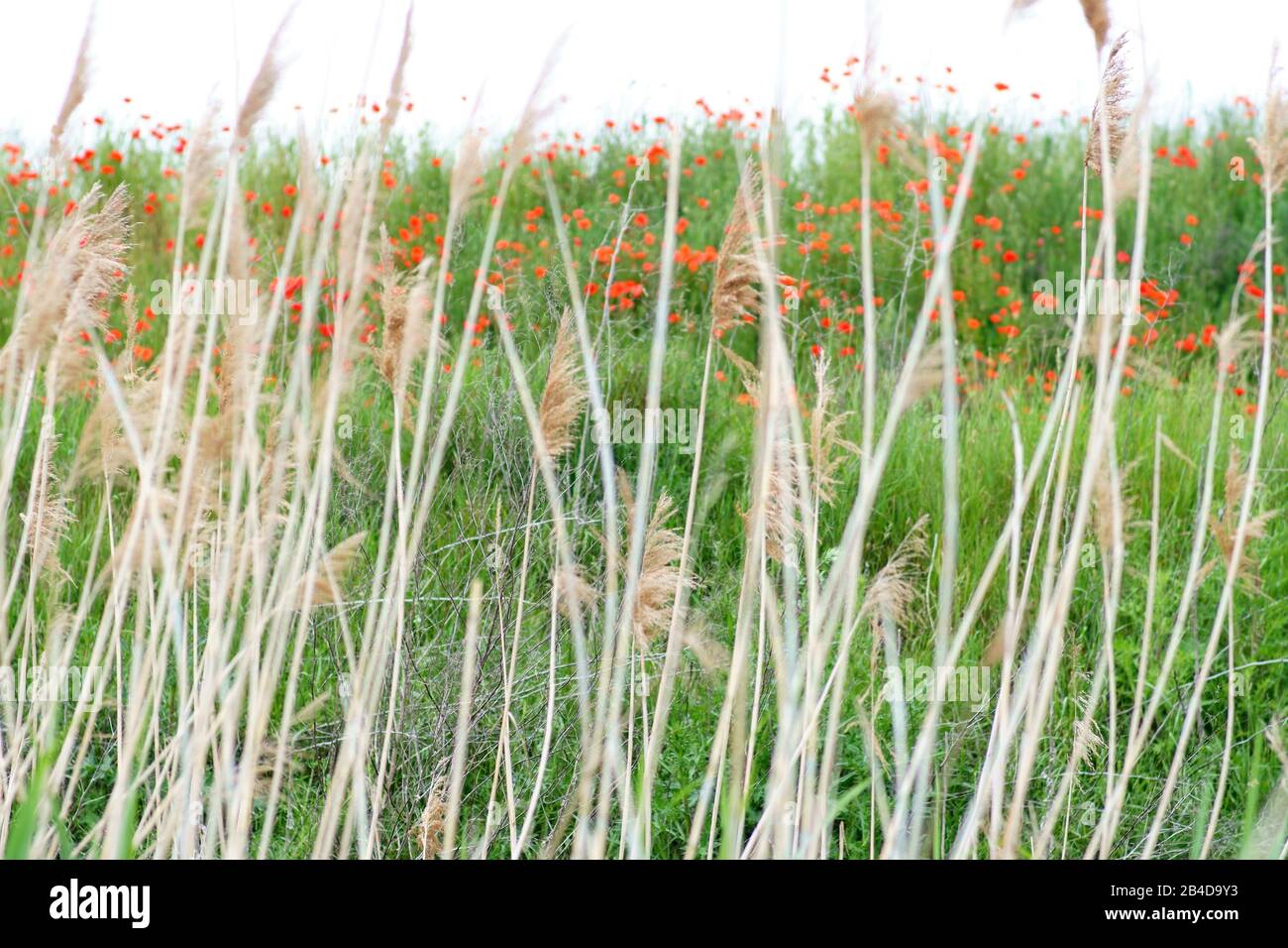 Red shining poppy blossoms on a dike with meadow behind the reed grass ...