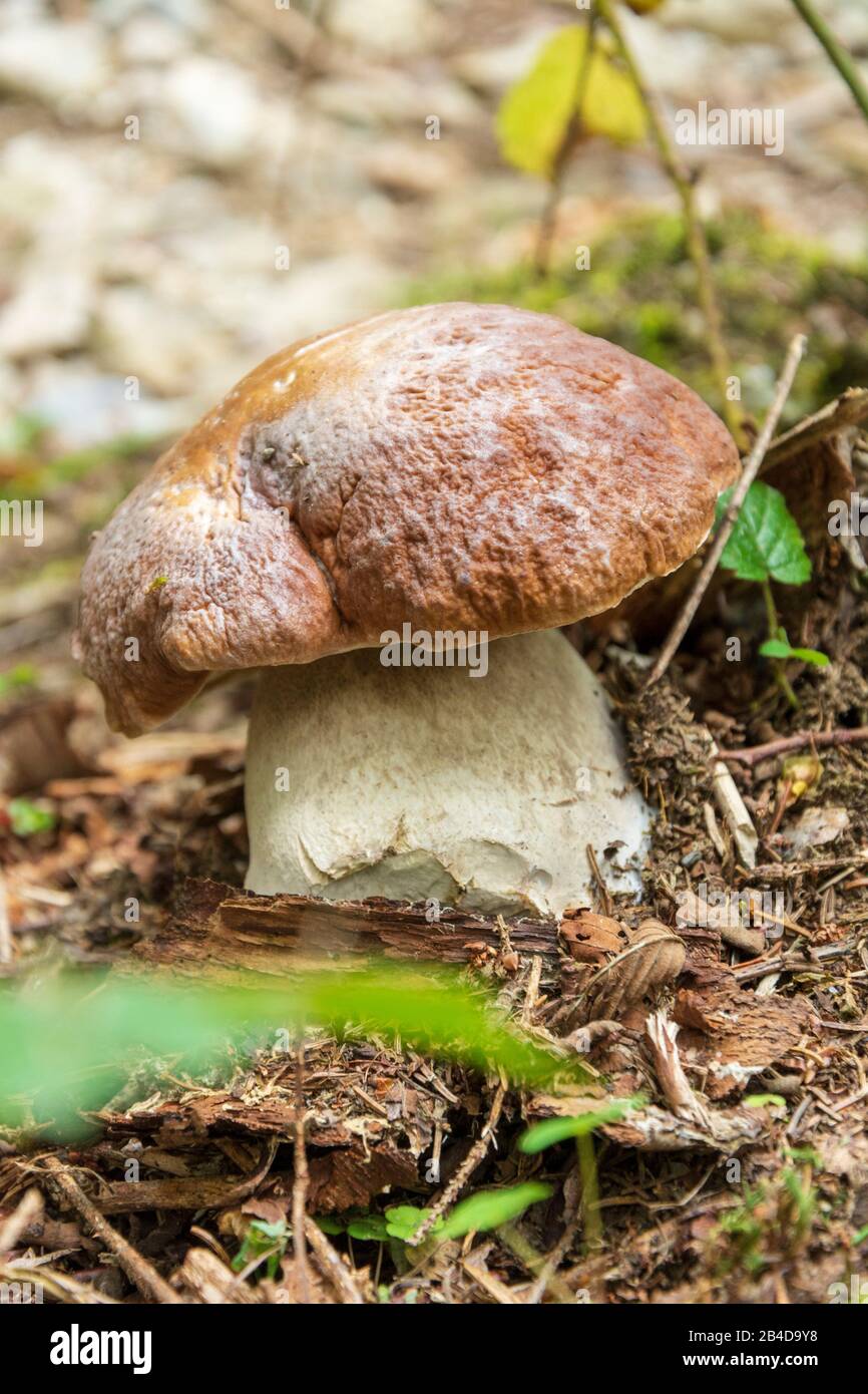 Dickrohrlinge hi-res stock photography and images - Alamy