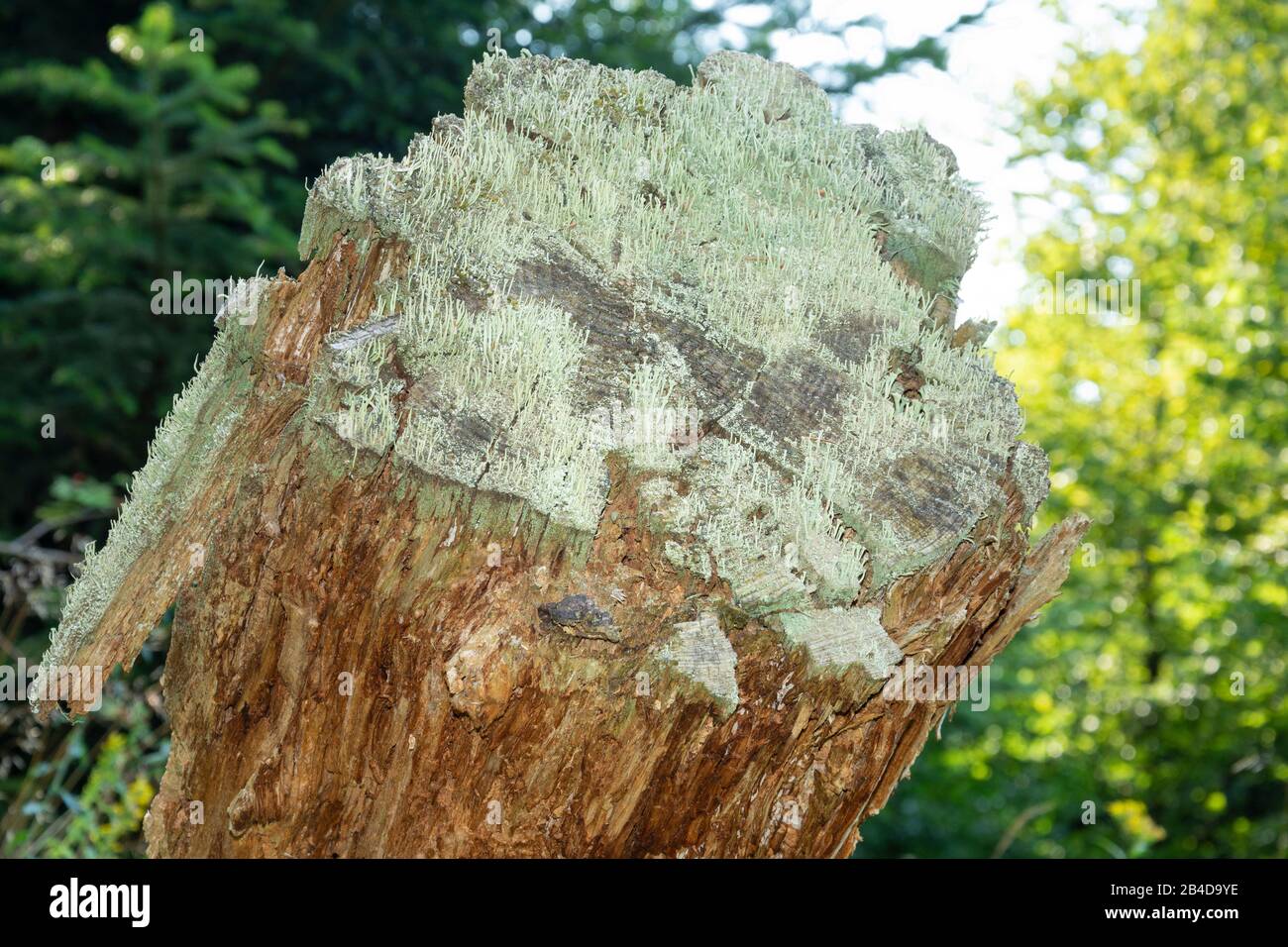 Weathered tree hi-res stock photography and images - Alamy