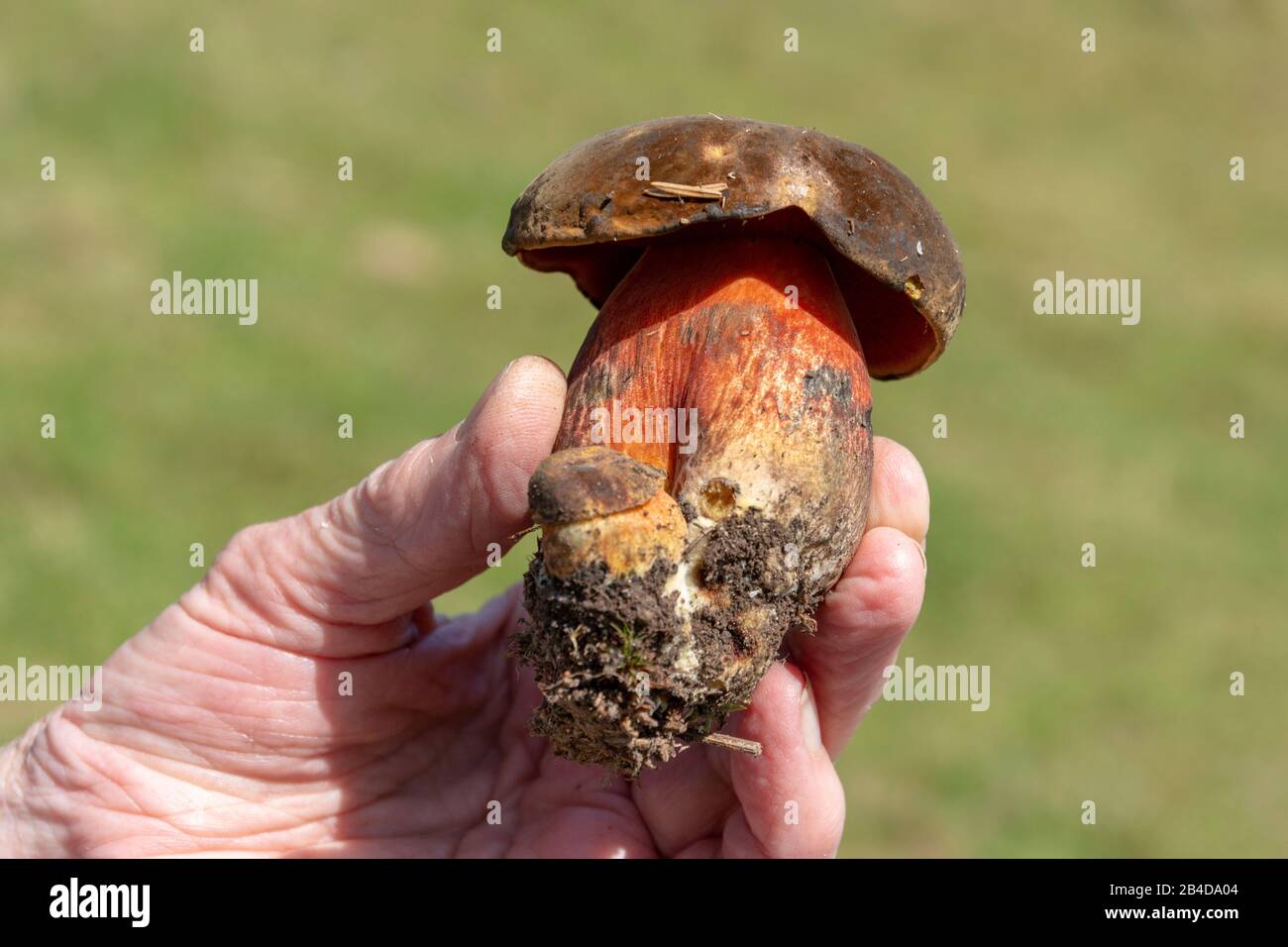 scarletina bolete mushroom (Neoboletus erythropus Stock Photo - Alamy