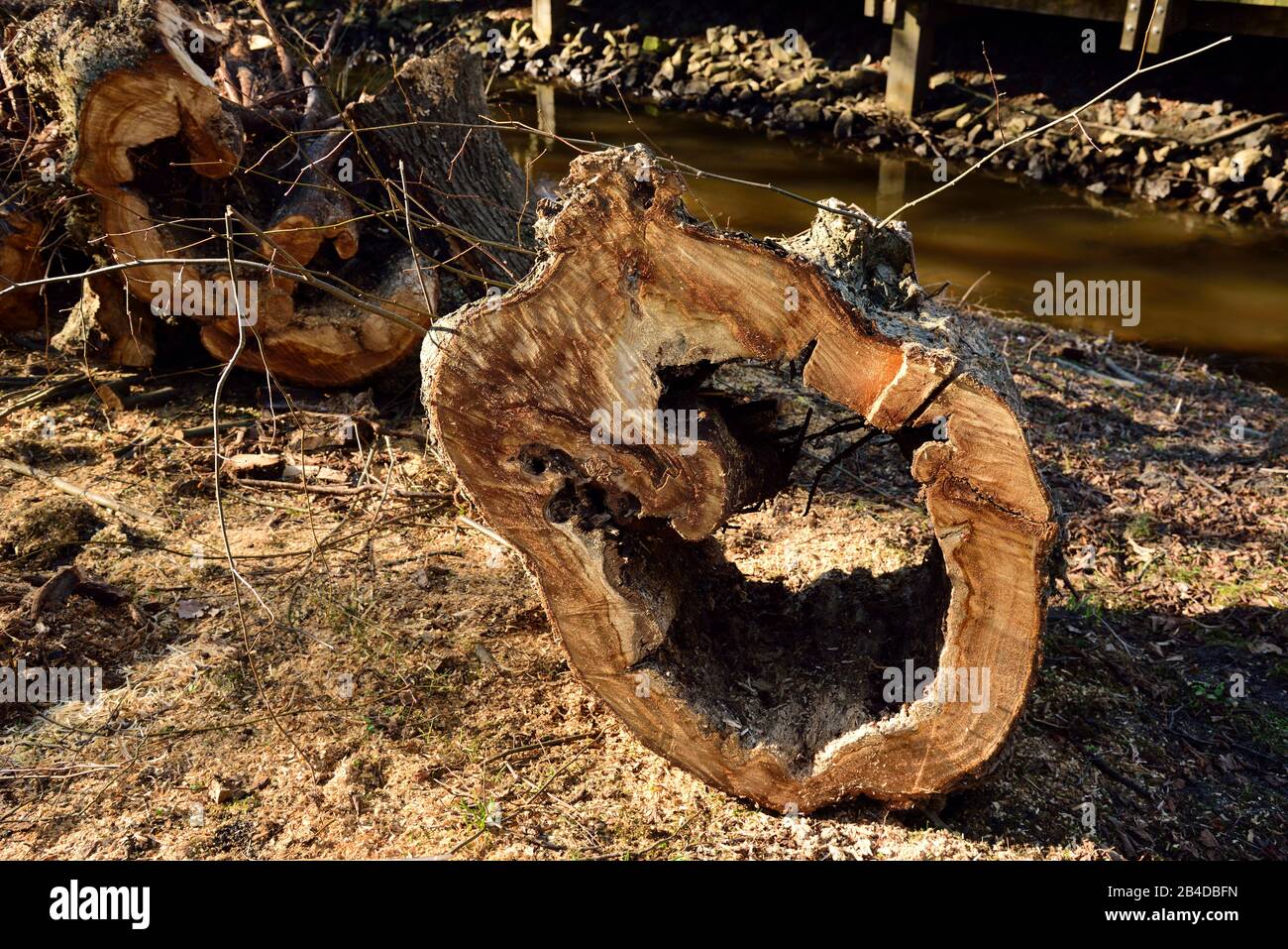 Europe, Germany, Lower Saxony, tree stump, tree felling, hollow, sick ...