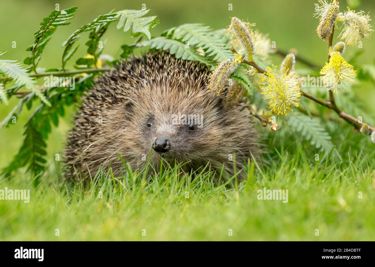 Hedgehog, (Scientific name: Erinaceus Europaeus), wild, native ...