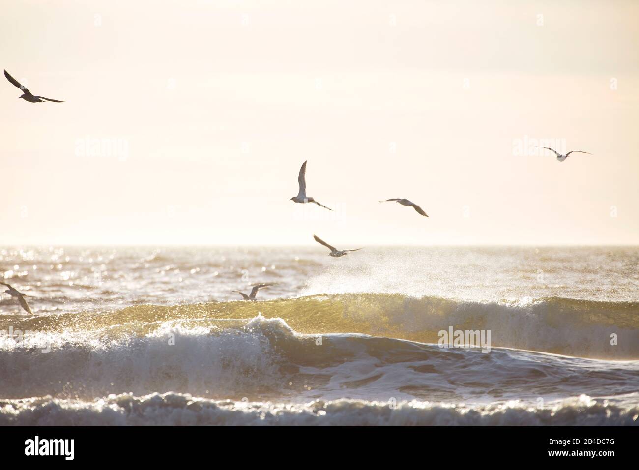 Seagulls fly over water hi-res stock photography and images - Alamy