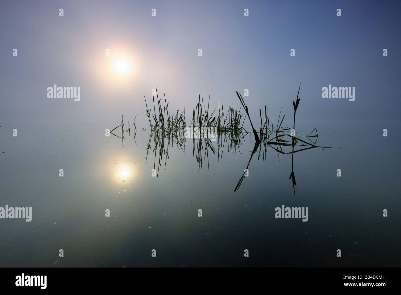 Lake, plants, sun, reflection Stock Photo - Alamy