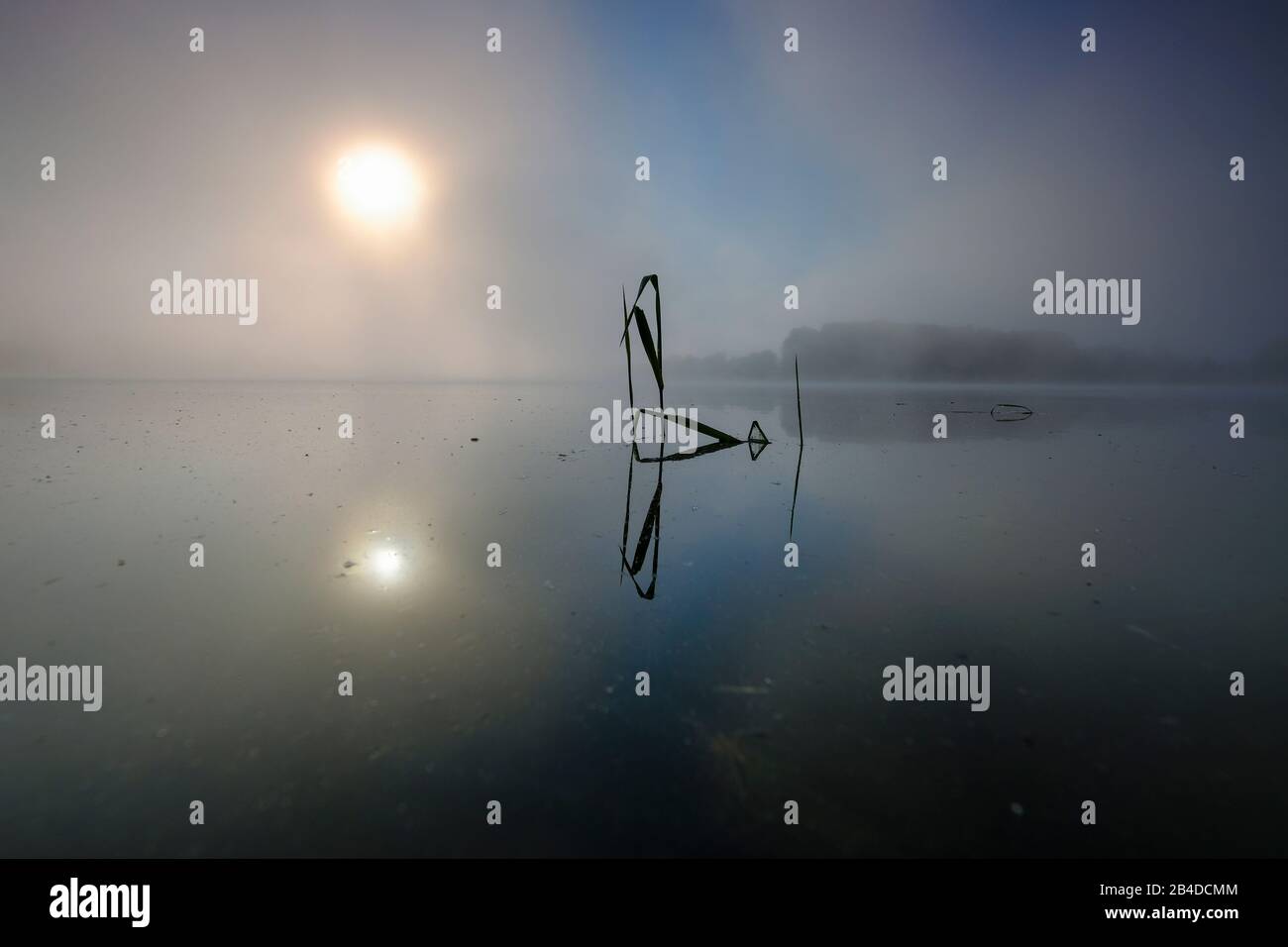 Lake, plants, sun, reflection Stock Photo - Alamy
