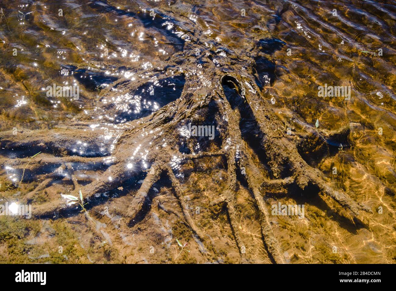 Root in the water Stock Photo - Alamy