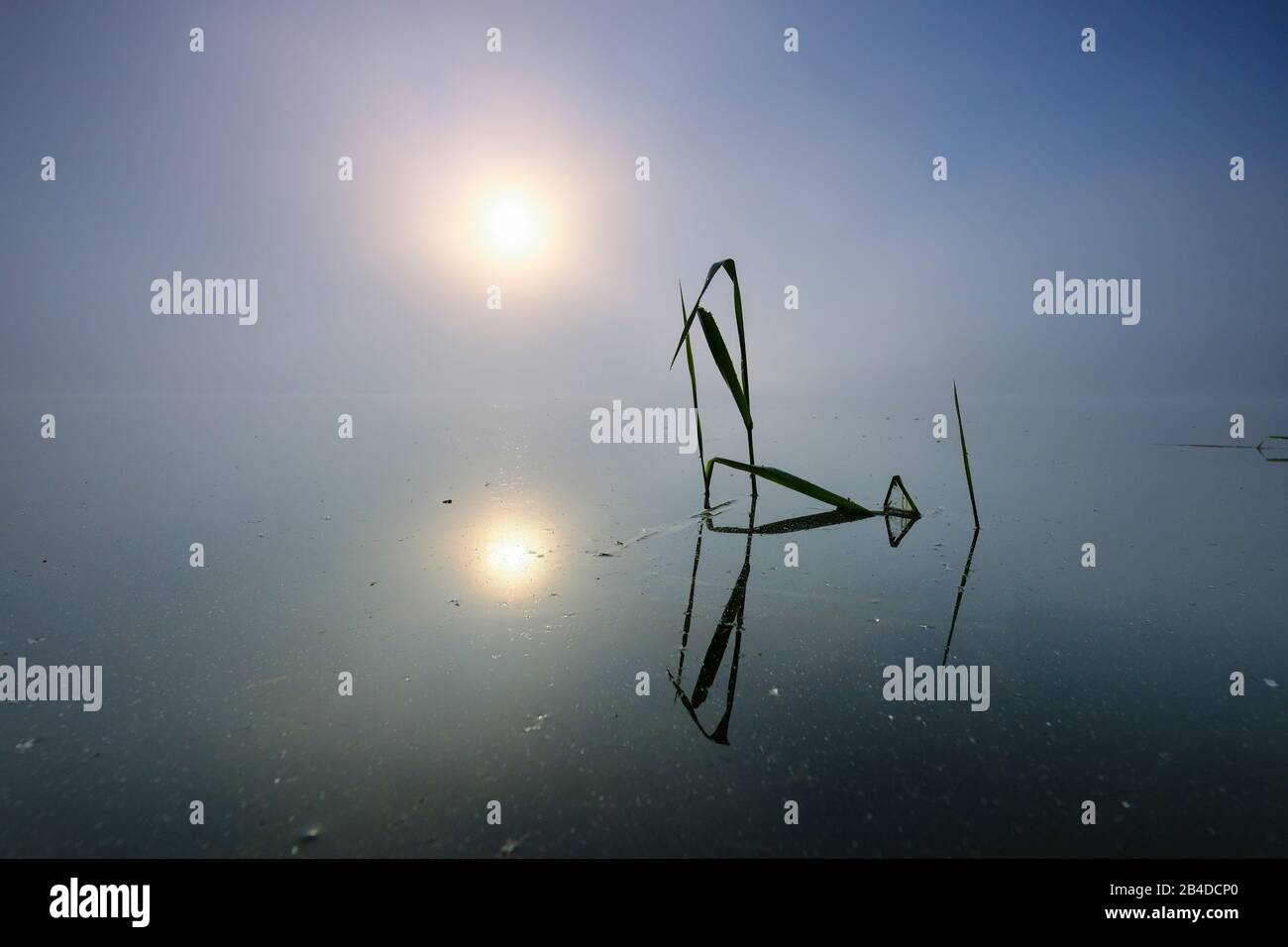 Lake, plants, sun, reflection Stock Photo - Alamy
