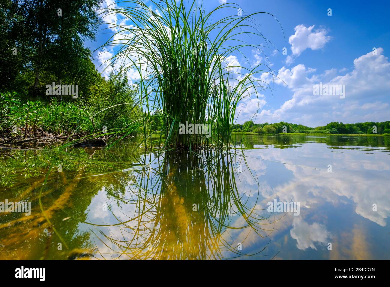 Lake, surface, reflection Stock Photo - Alamy