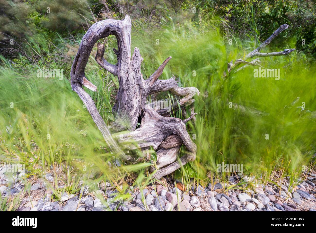 Root structures hi-res stock photography and images - Alamy
