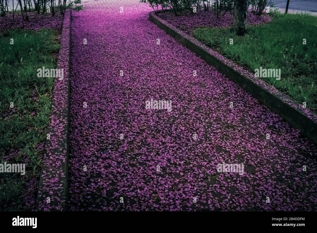 Spring alley covered in purple flower petals. Montreal (Quebec, Canada ...