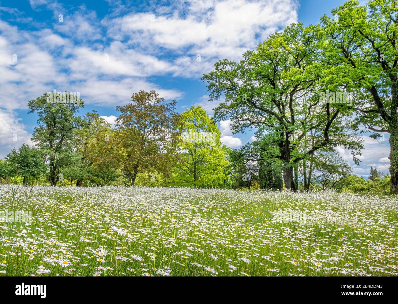 Wildflowers on a meadow, Magerwiesen daisies (Leucanthemum vulgare ...