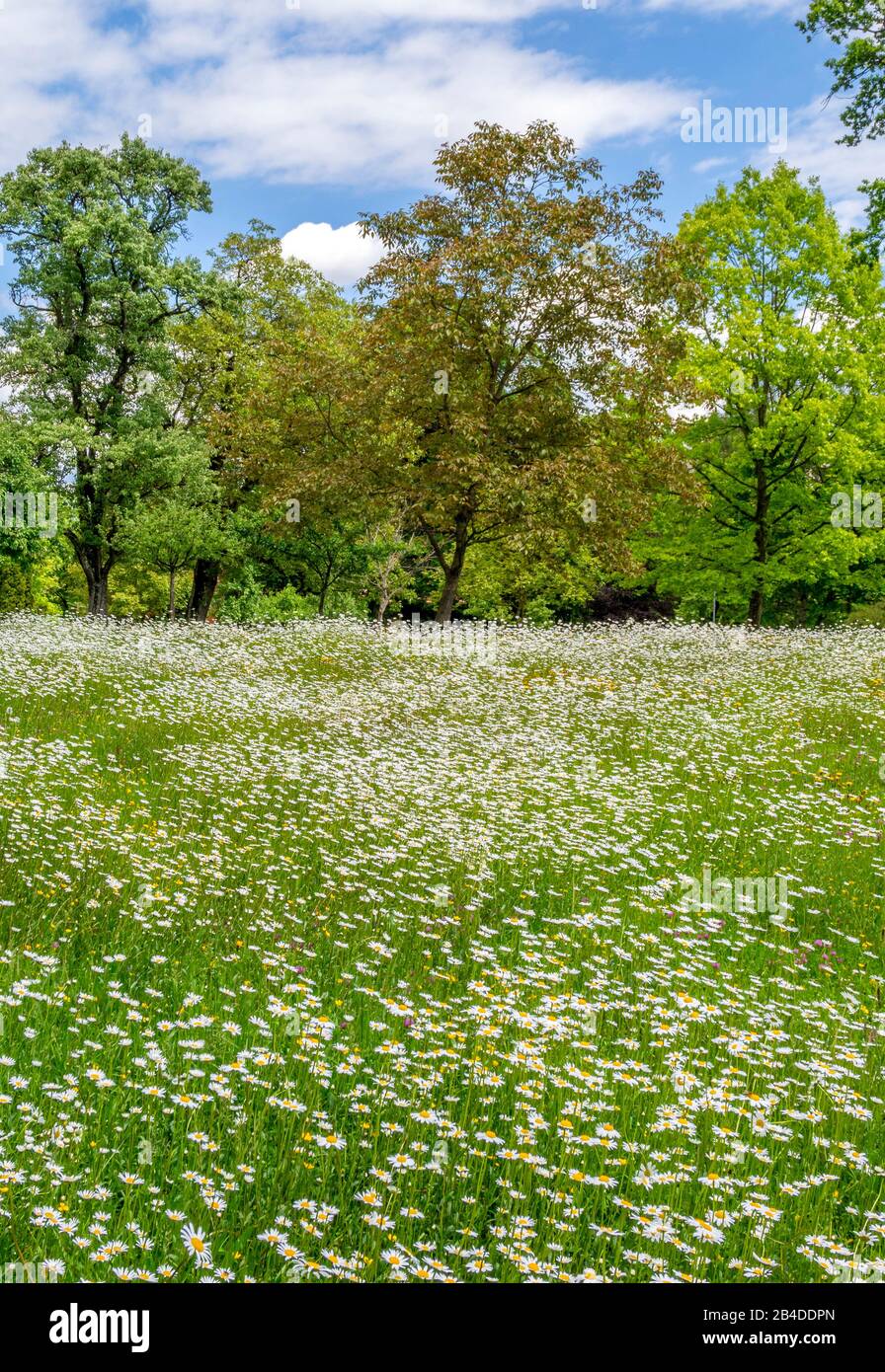 Meadow wildflowers europe hi-res stock photography and images - Alamy