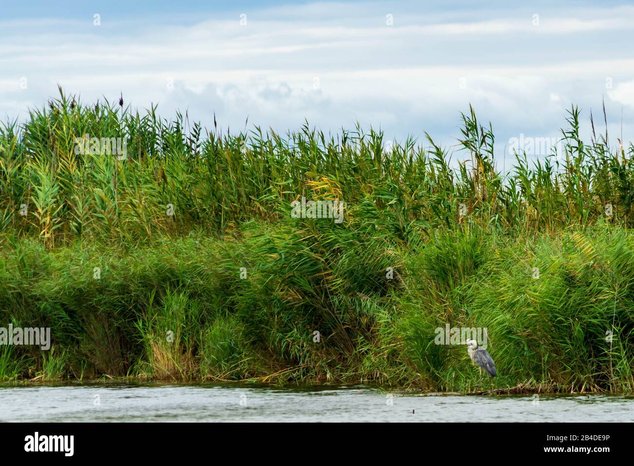 Beautiful Protected Wetlands in Ebro River Delta, Catalonia, Spain ...