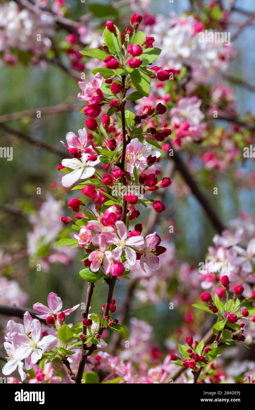 Malus floribunda japanese crabapple tree hi-res stock photography and ...