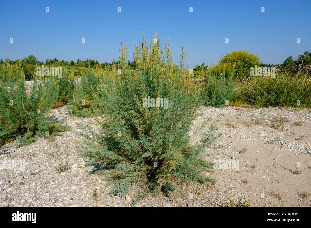 German tamarisk (Myricaria germanica) on gravel bank, nature reserve ...