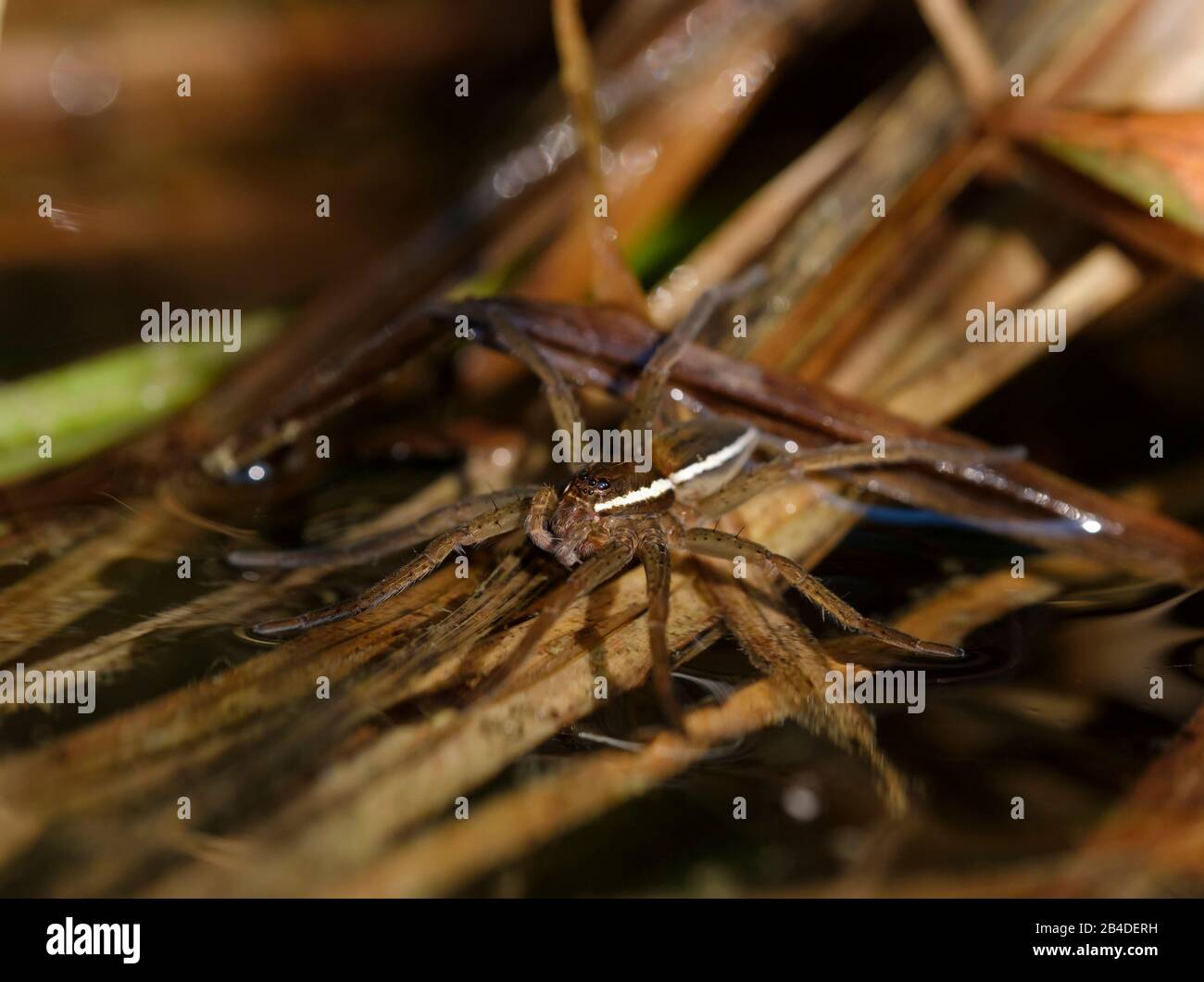 Gerandete jagdspinne dolomedes fimbriatus on water hi-res stock ...