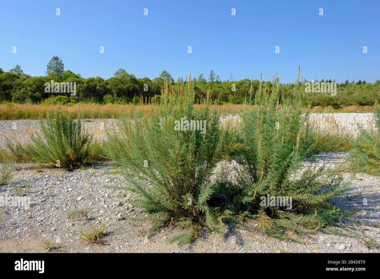 German tamarisk myricaria germanica on gravel bank hi-res stock ...